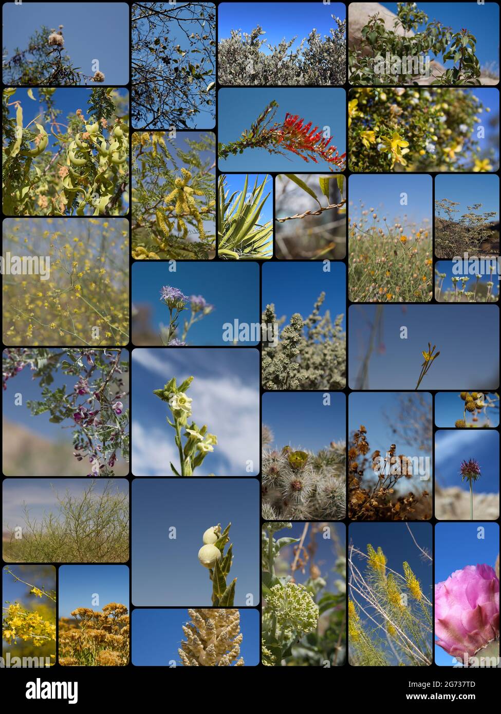 Conservation of native species hi-res stock photography and images - Alamy