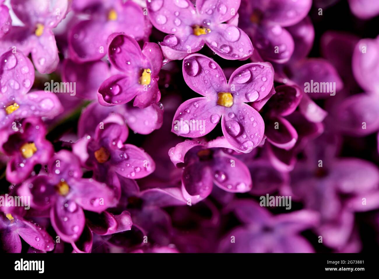 rest, reset, park, trees, calm, energy, nature, greenery, spring ...