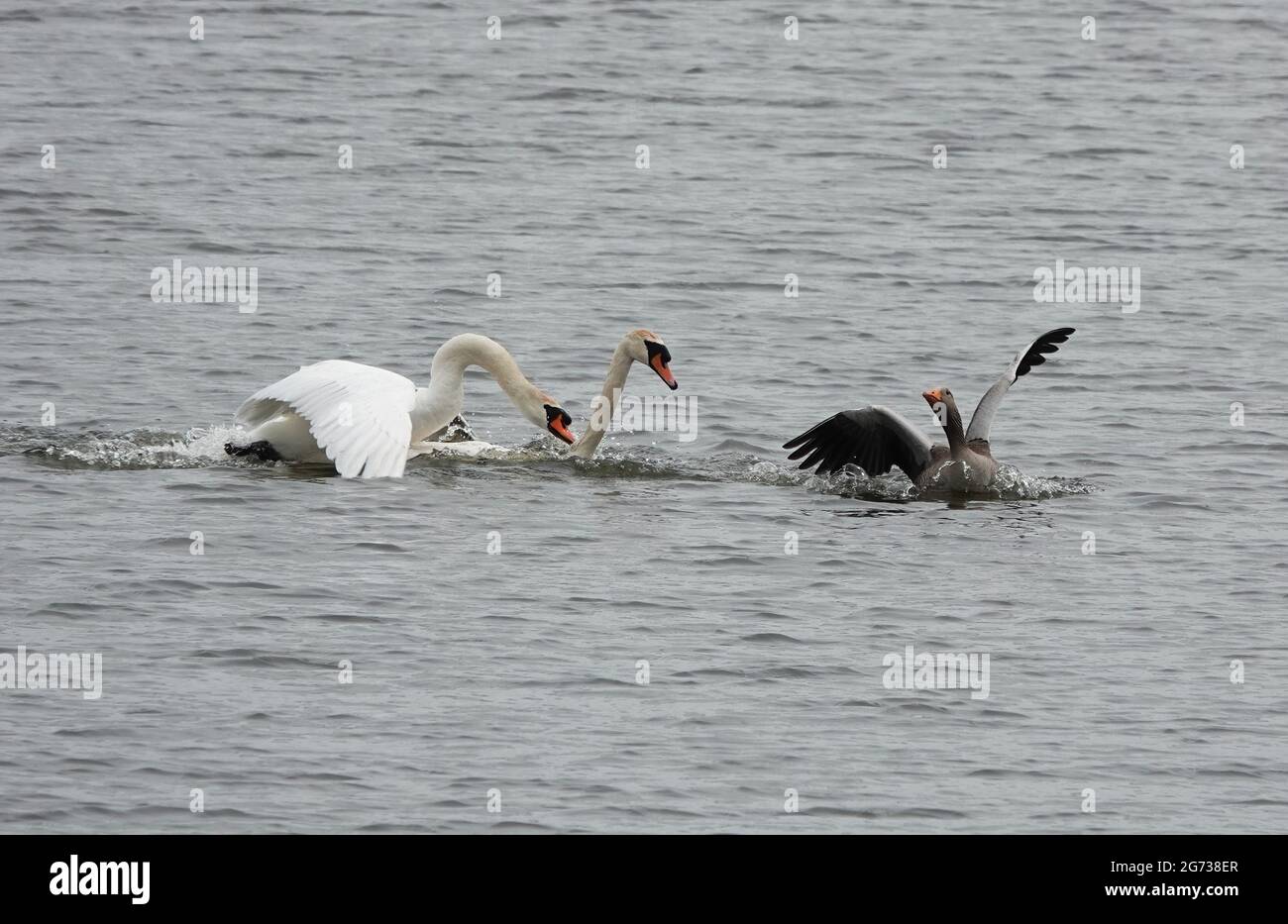 Male goose honking hi-res stock photography and images - Alamy