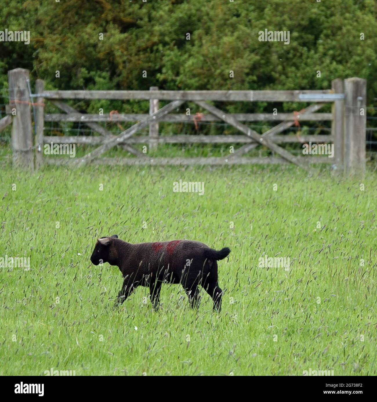 Black sheep in the middle hi-res stock photography and images - Alamy