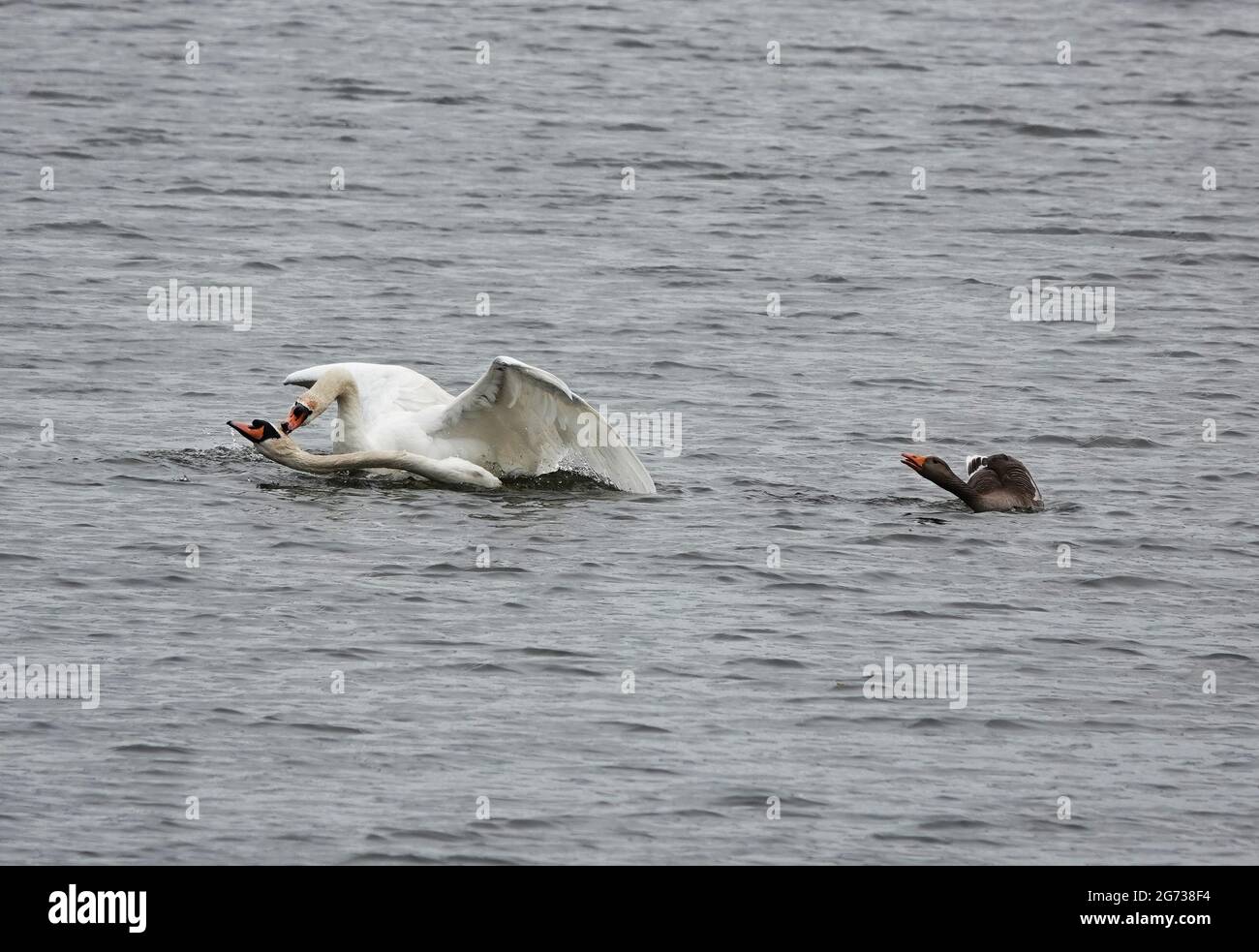 Scenery of two male swans fighting with a greylag goose honking at them ...