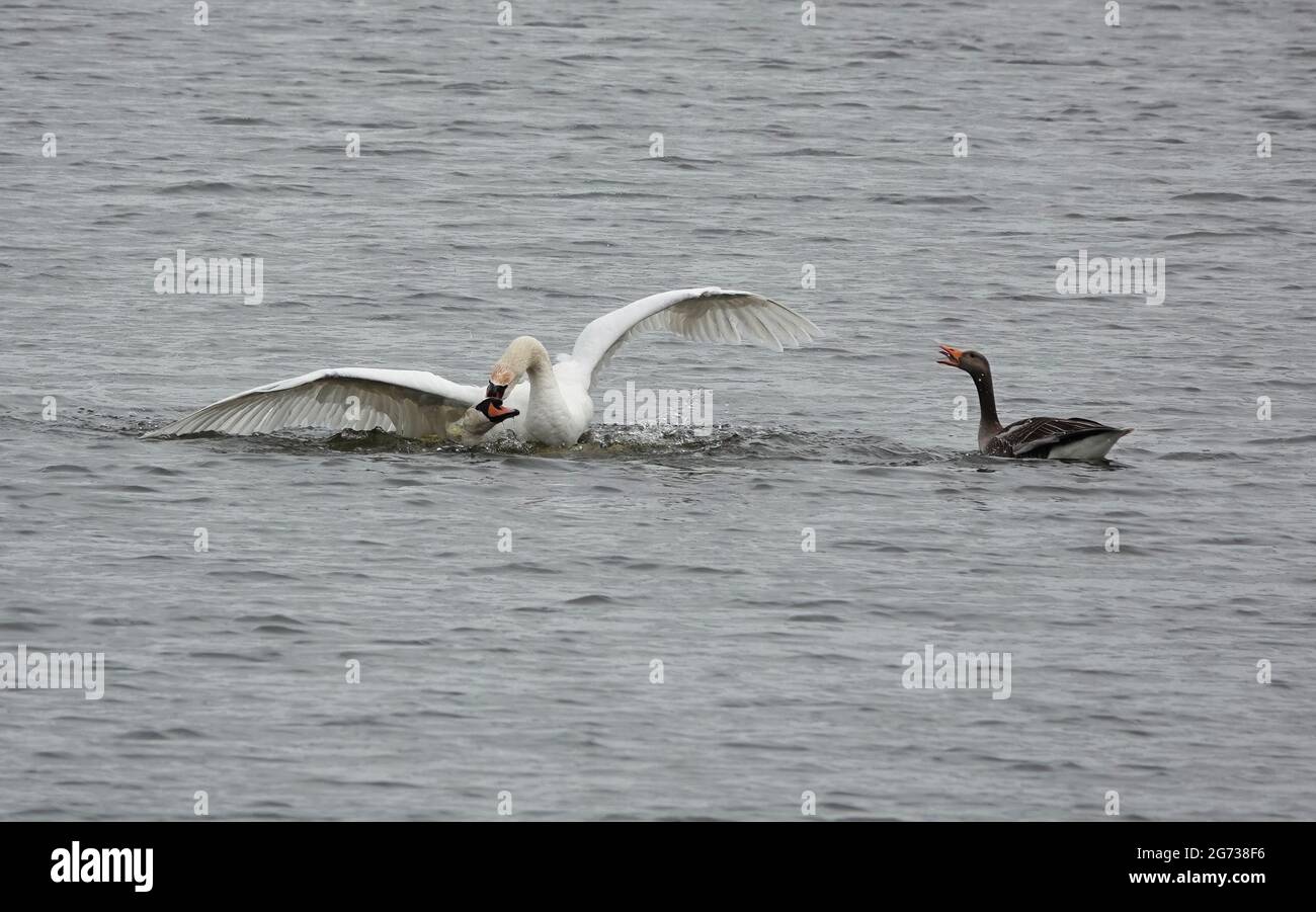 Male goose honking hi-res stock photography and images - Alamy
