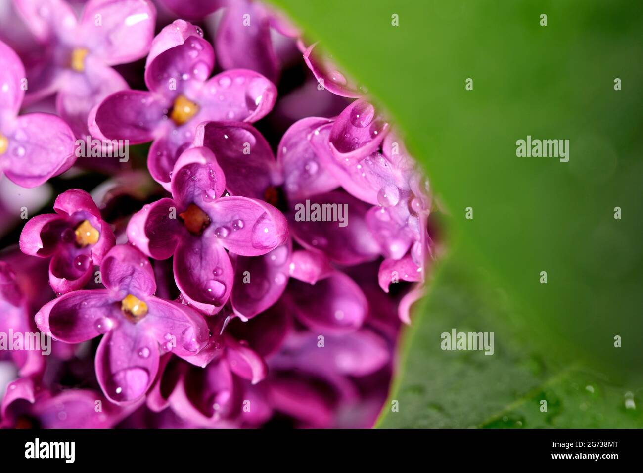 rest, reset, park, trees, calm, energy, nature, greenery, spring ...