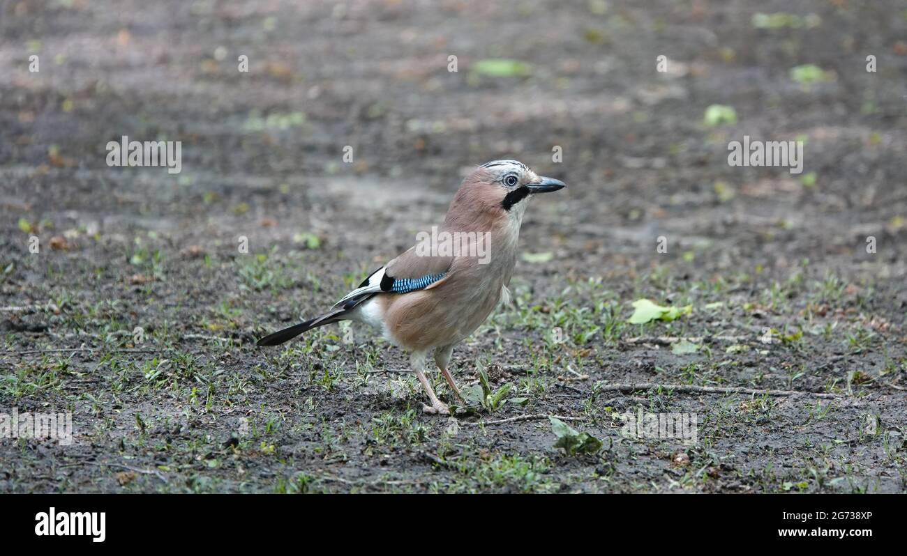 Image of a small brown Jay bird standing alone on the grass and soil ...