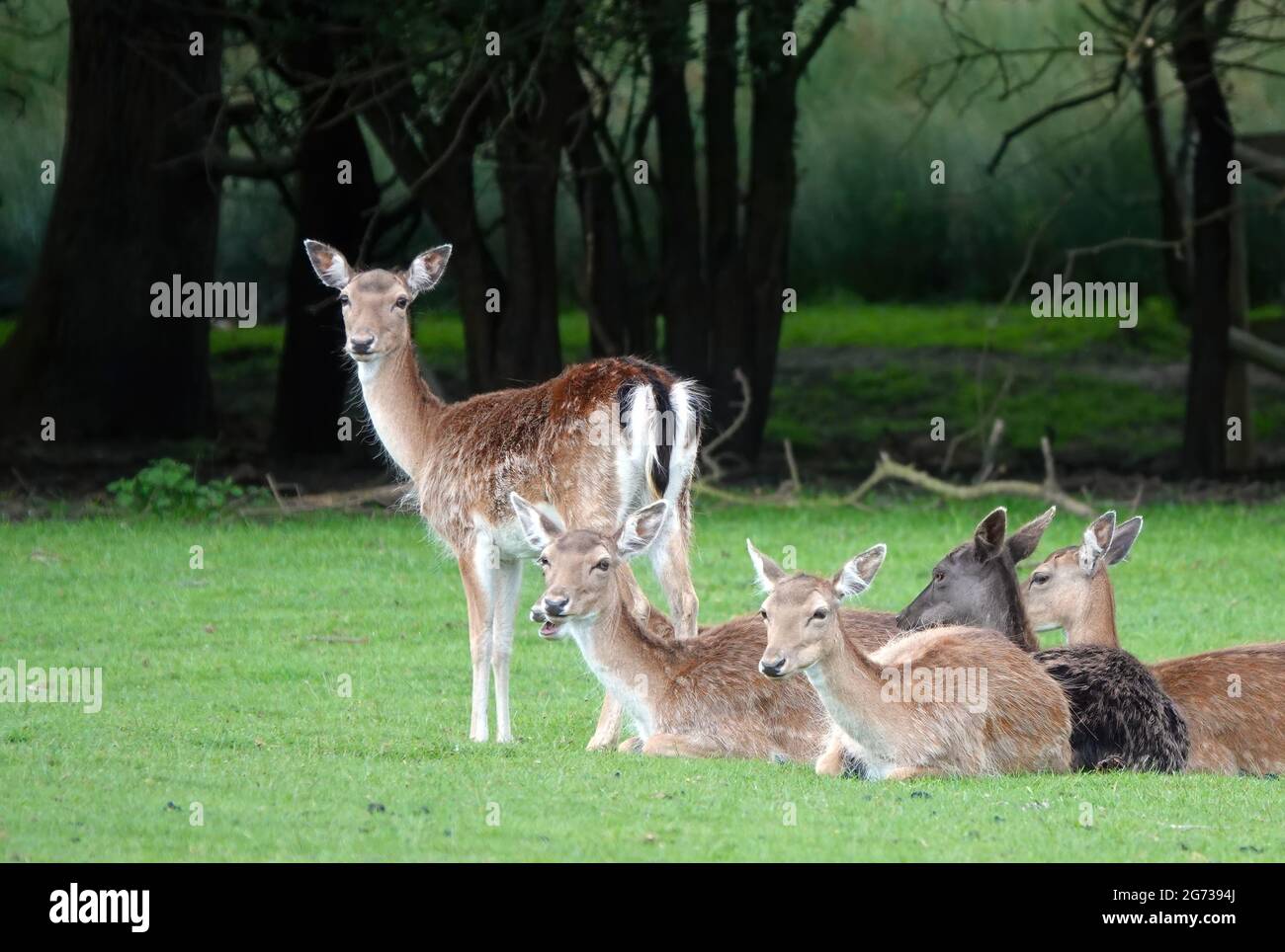 Group cute fallow deers hi-res stock photography and images - Alamy