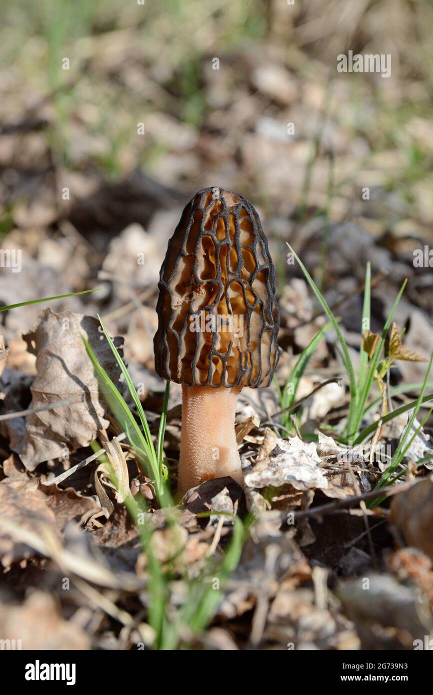 One single nice and healthy specimen of Morchella conica or Black Morel ...