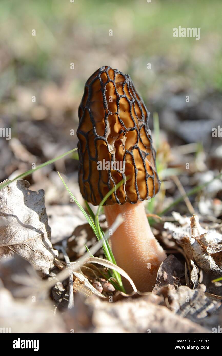 One single nice and healthy specimen of Morchella conica or Black Morel ...