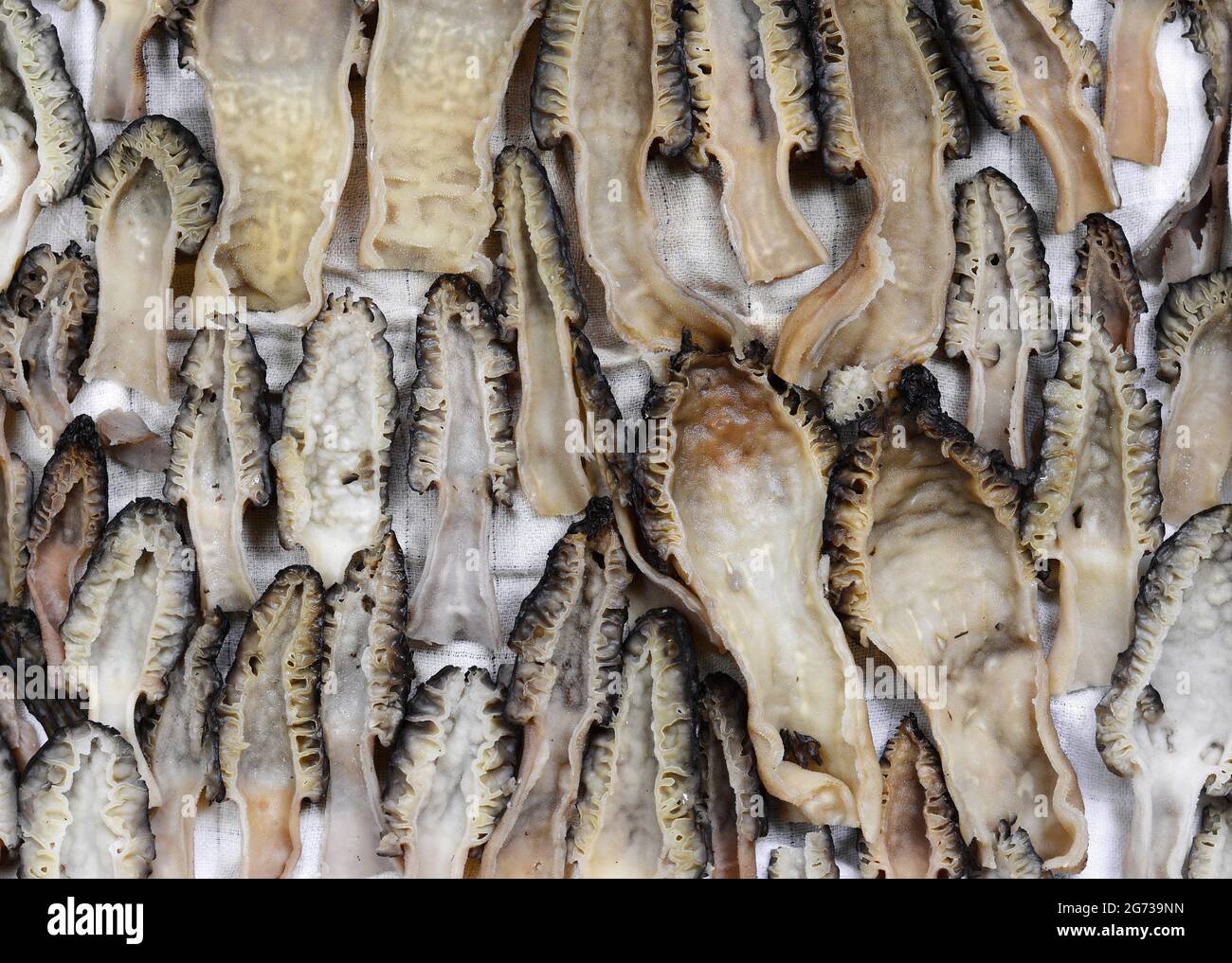 Morchella conica or Black Morel mushrooms ready for drying Stock Photo ...