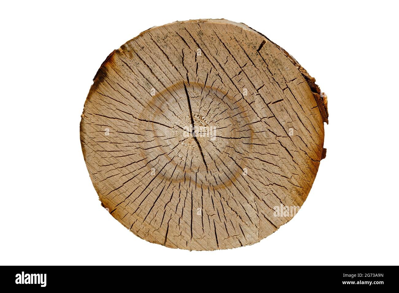 Cracks in bark Cut Out Stock Images & Pictures - Alamy