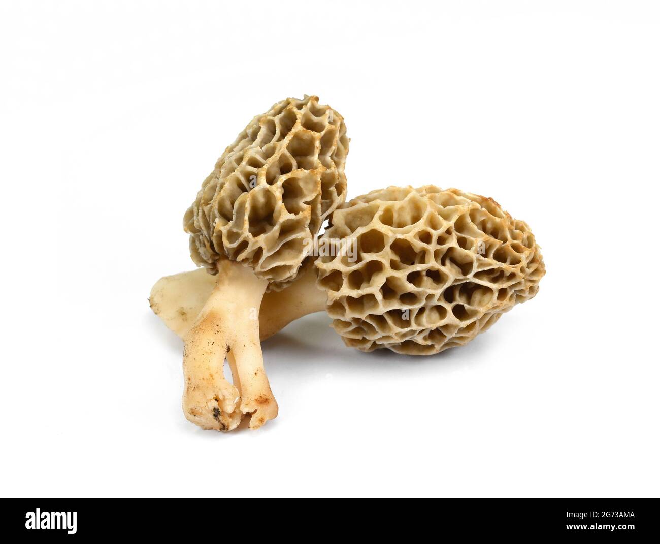 Morchella Esculenta Morchella Esculenta, Morel, Identification