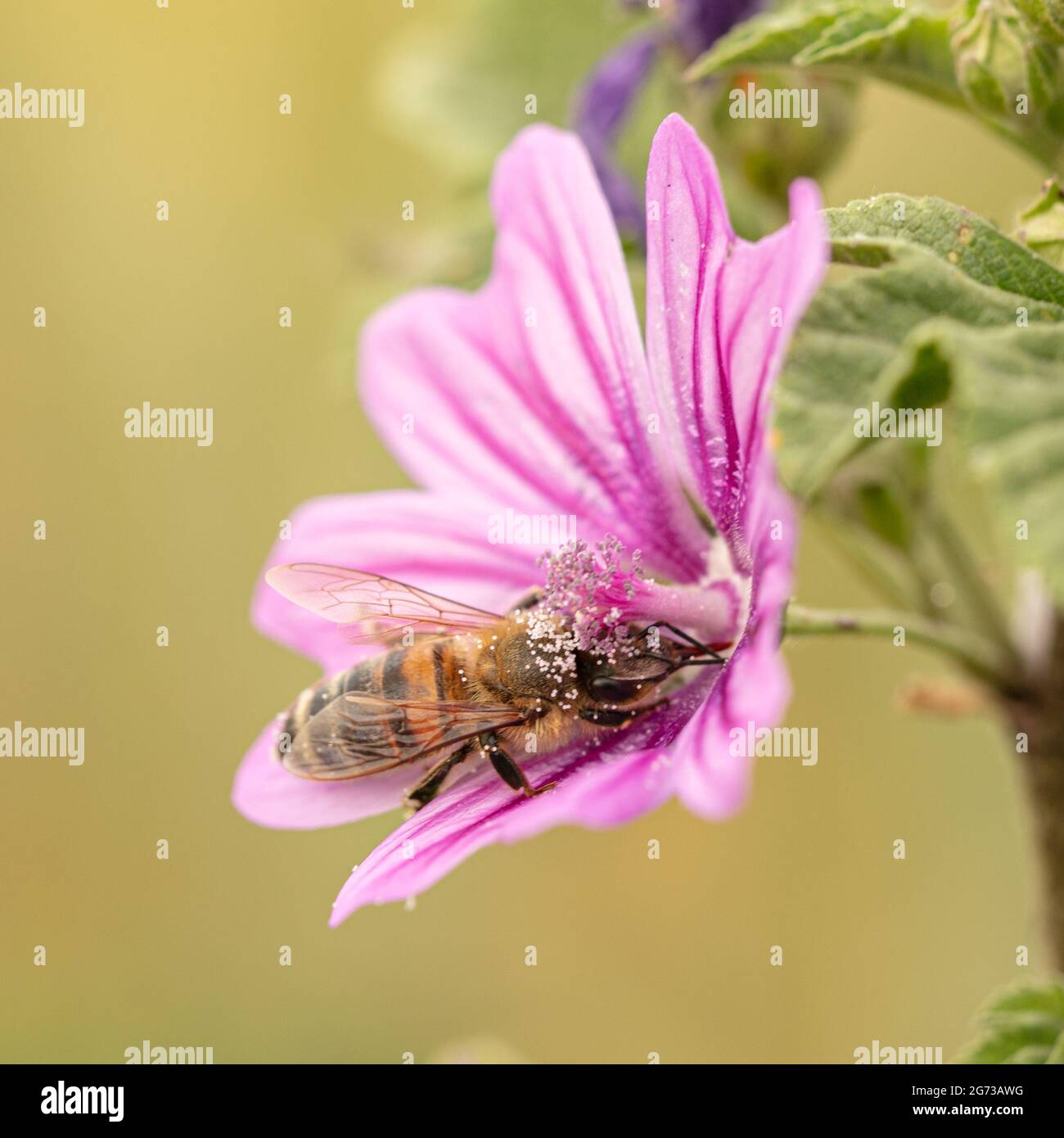 Bee foraging in a mallow flower in nature Stock Photo - Alamy