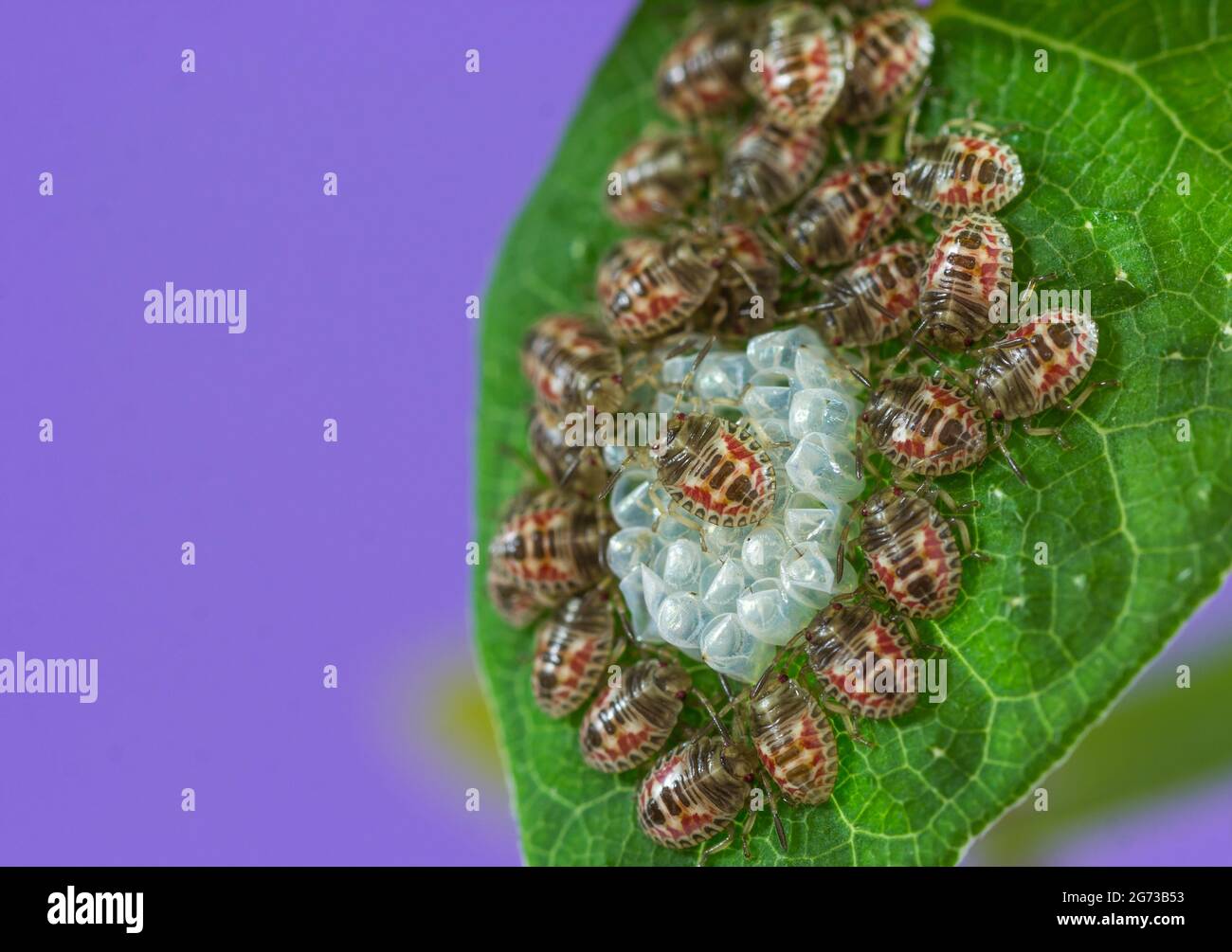 Cluster of beetles hi-res stock photography and images - Alamy