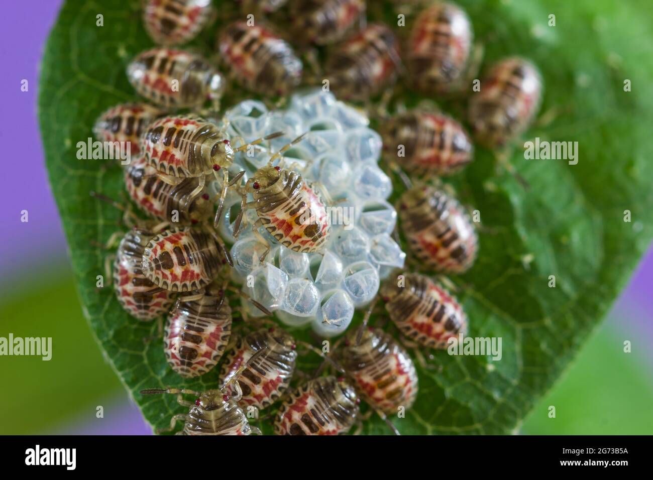 Cluster of beetles hi-res stock photography and images - Alamy