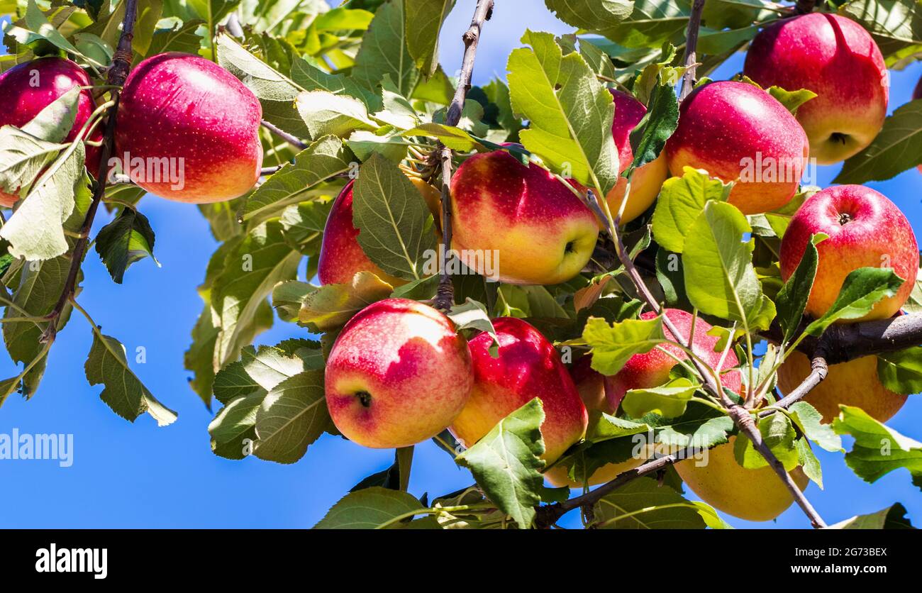 Low angle shot of apples growing on a tre Stock Photo - Alamy