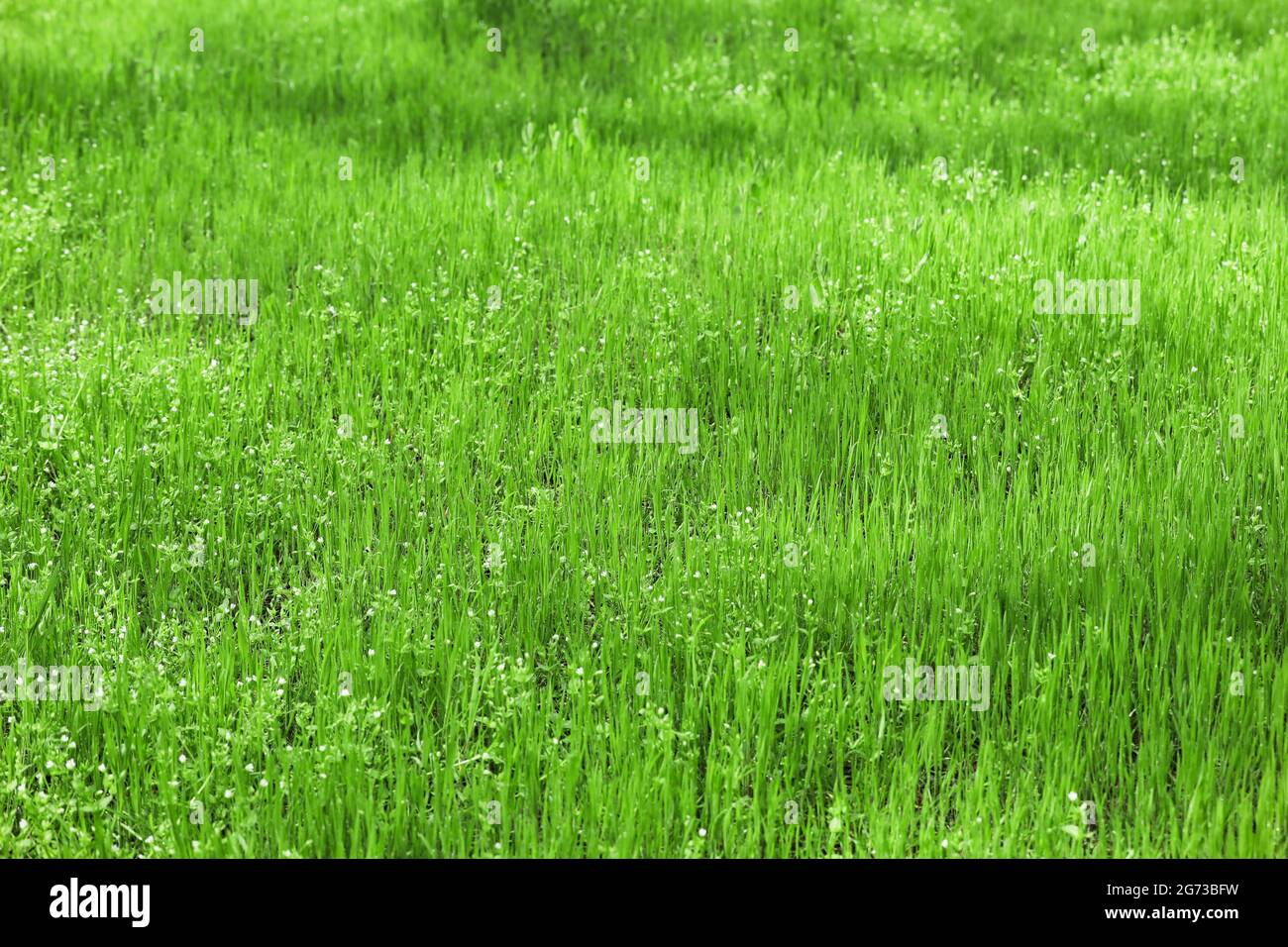 Fresh green grass on lawn Stock Photo - Alamy