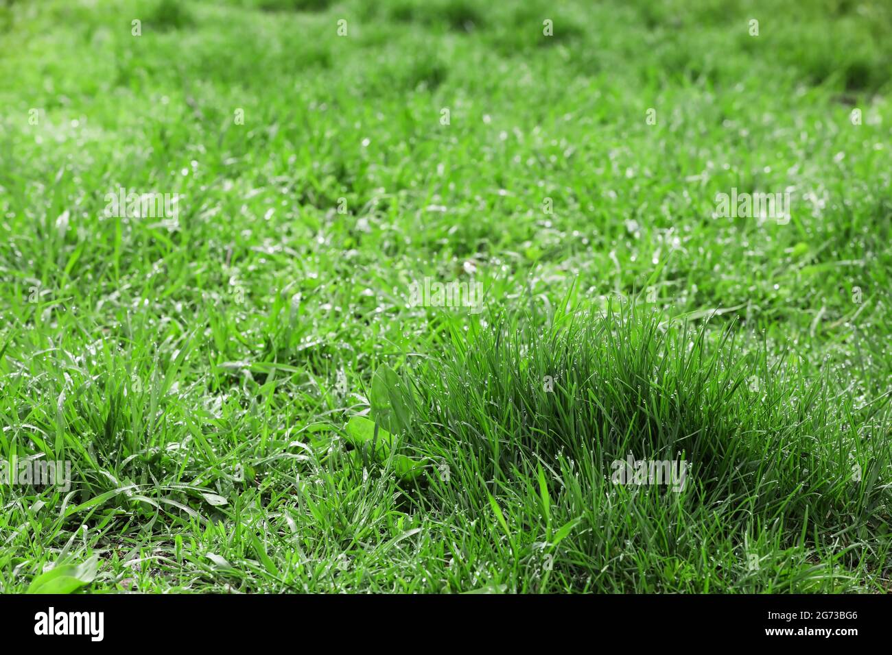 Fresh green grass on lawn Stock Photo - Alamy