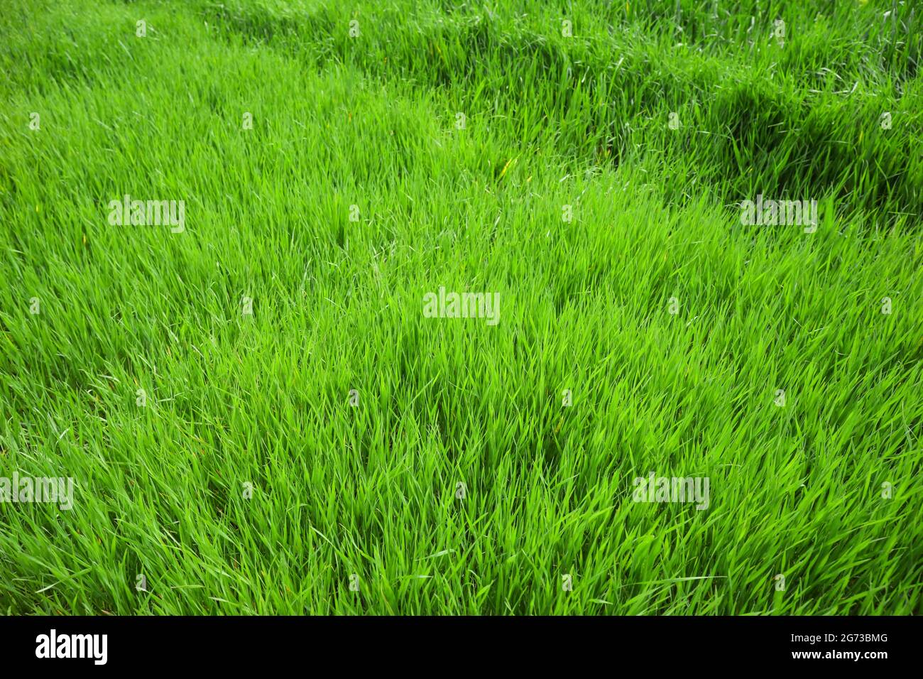 Fresh green grass on lawn Stock Photo - Alamy