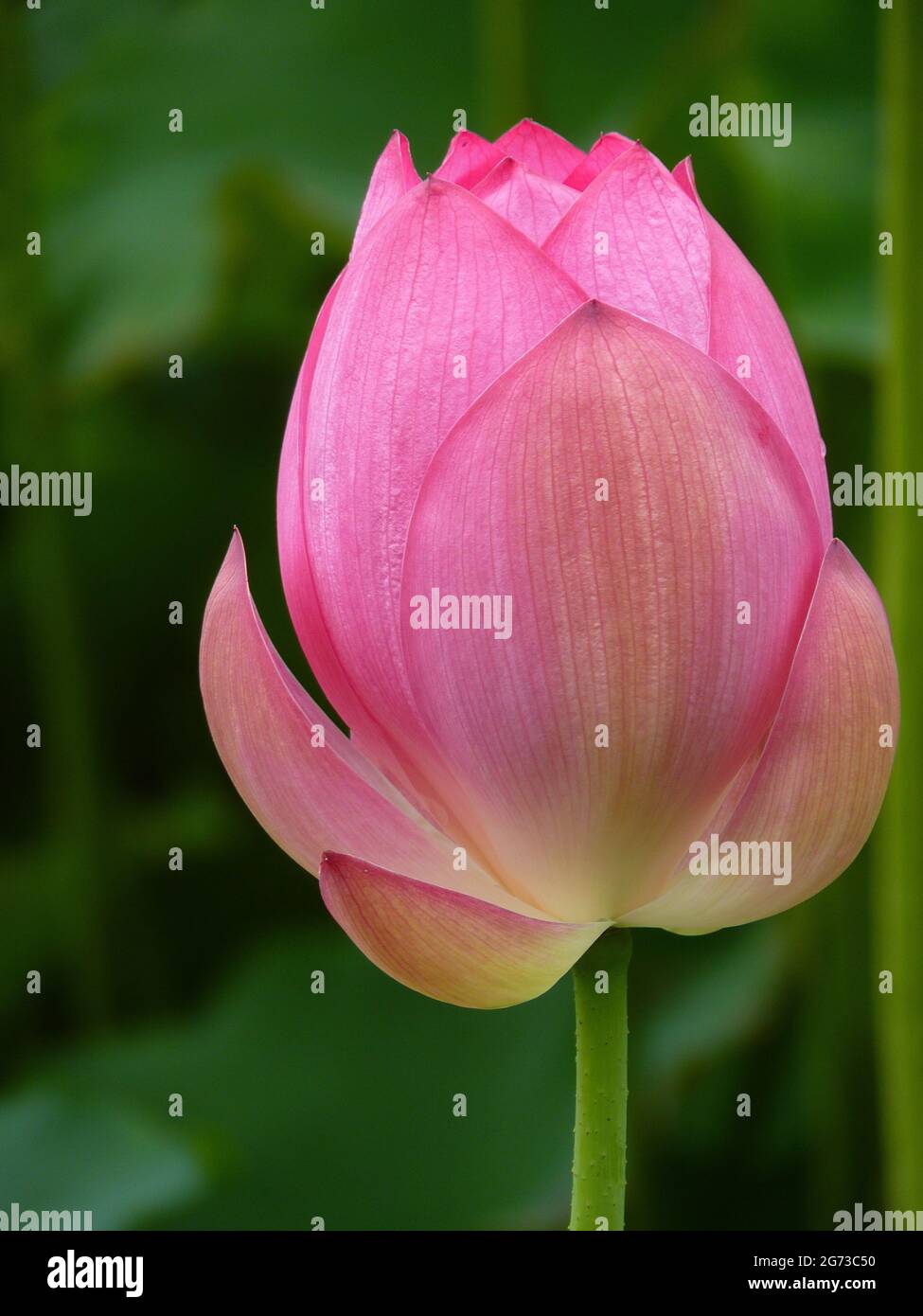Vertical shot of pink lotus flower against a blurred background - great ...