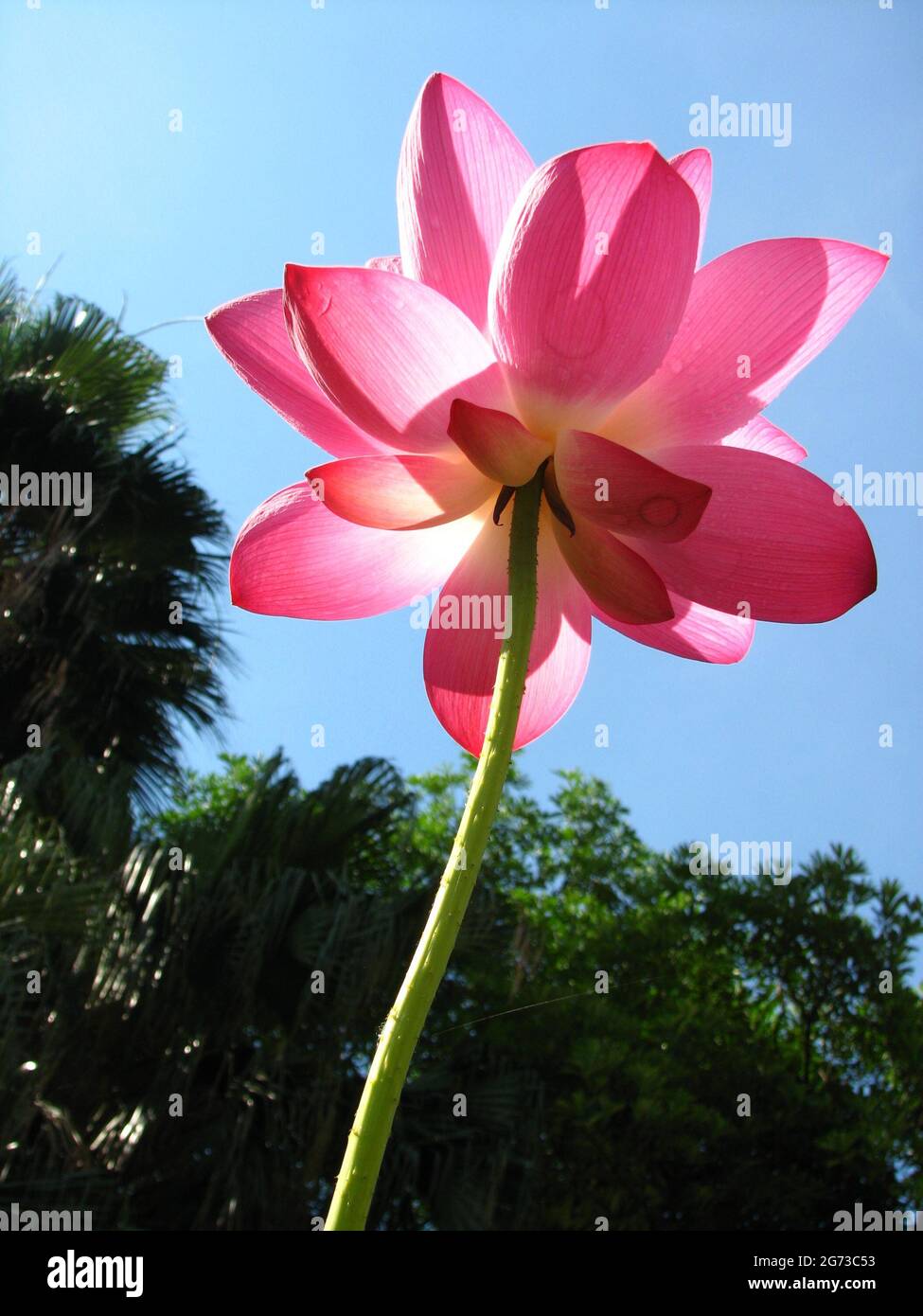 Vertical shot of pink lotus flower against a blurred background - great ...