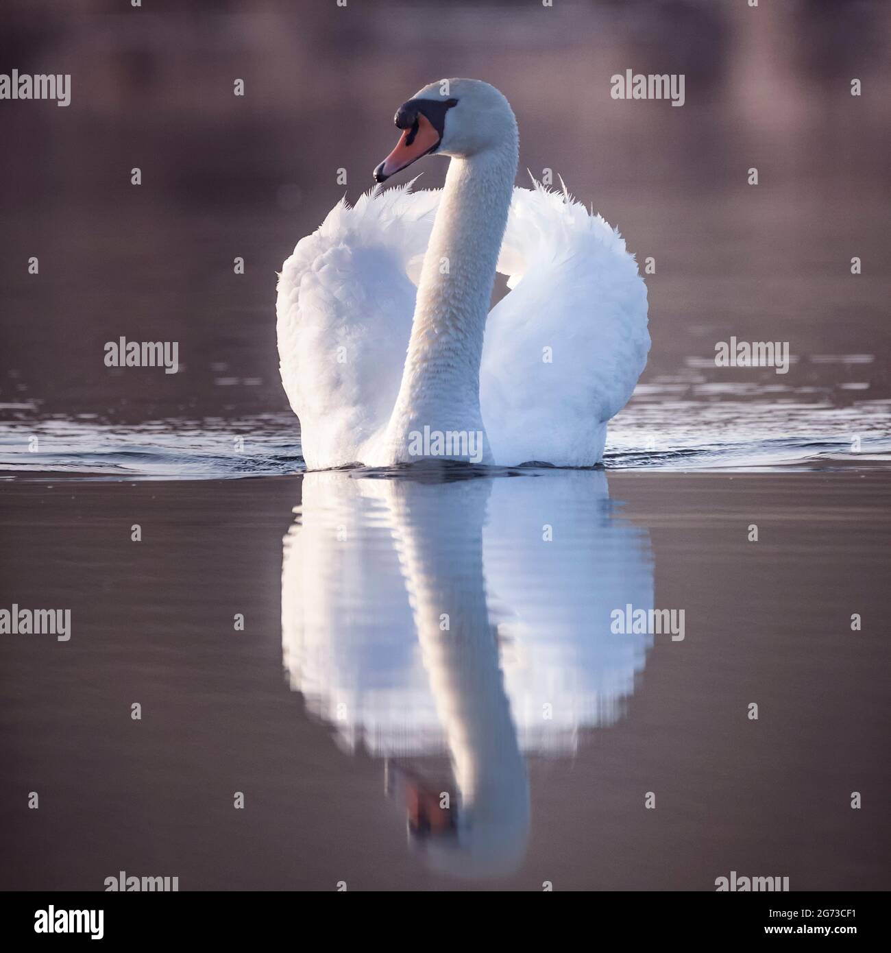 Large white male swan sitting in the water Stock Photo - Alamy