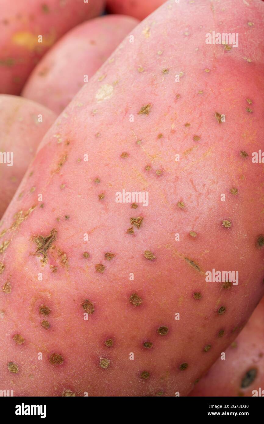 Red skin spuds hi-res stock photography and images - Alamy
