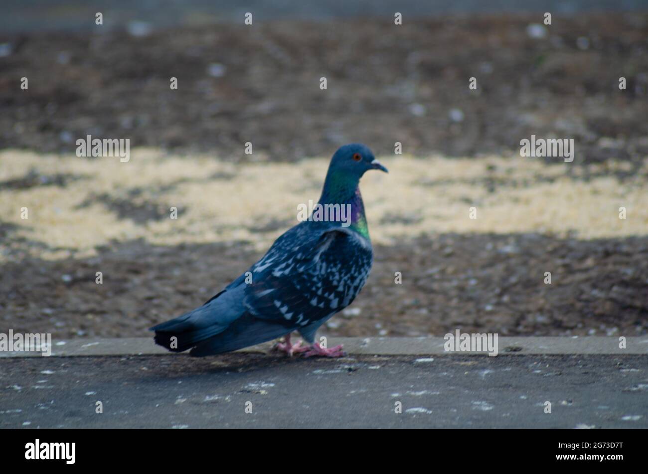 Pigeon fluffed up hi-res stock photography and images - Alamy