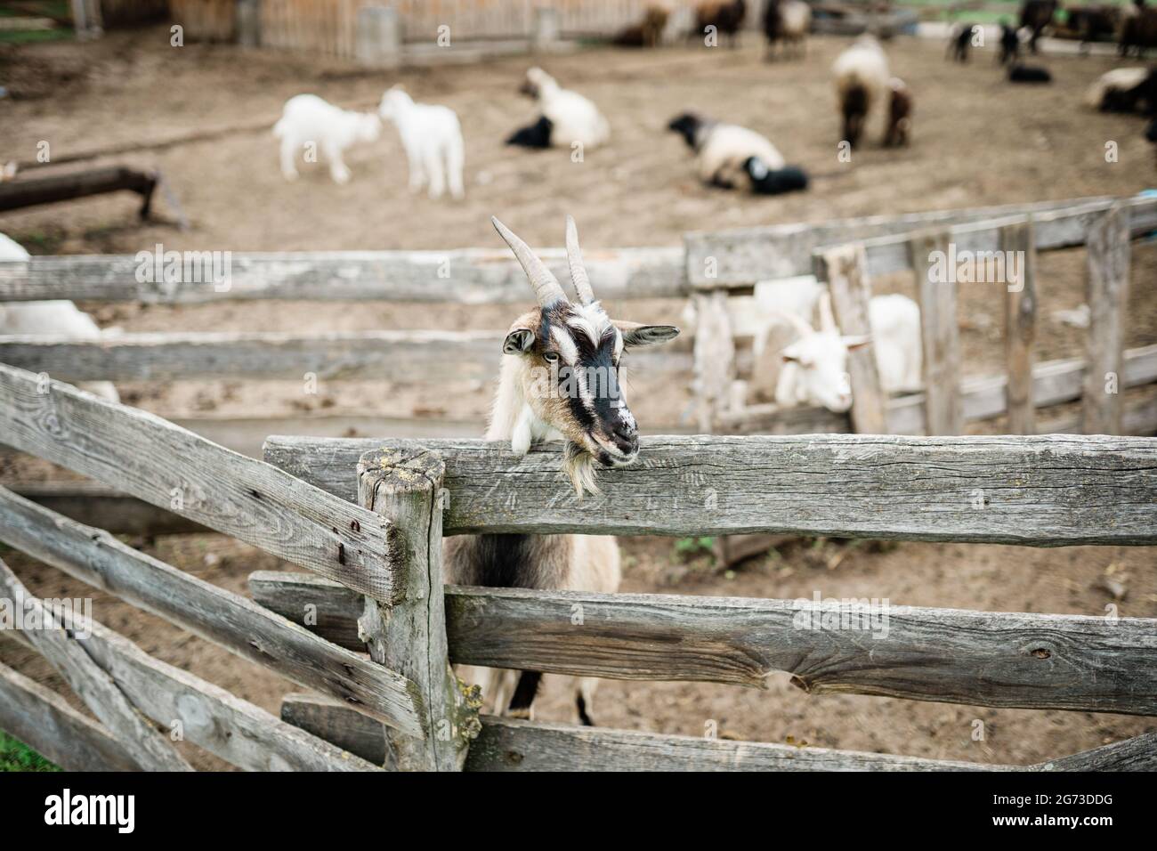 goat on the farm. Life in the countryside Stock Photo - Alamy