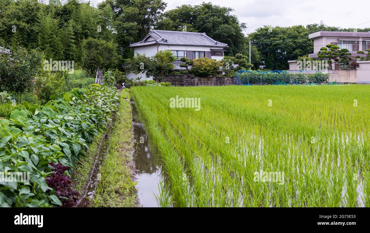 Typical small rice farm in rural Japan Stock Photo - Alamy