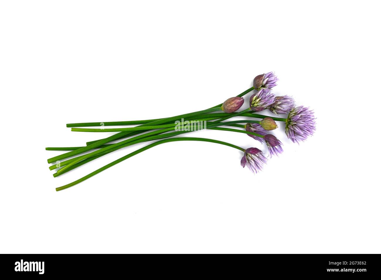 Chives with Flowers isolated on white background. Blooming chives Stock ...
