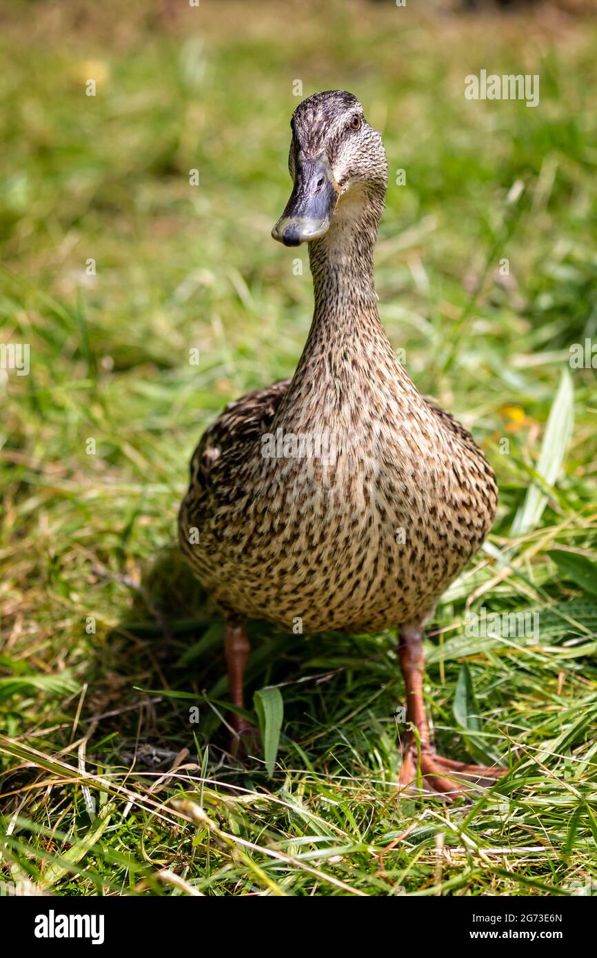 Close up front on view of female Mallard duck walking on grass Stock ...