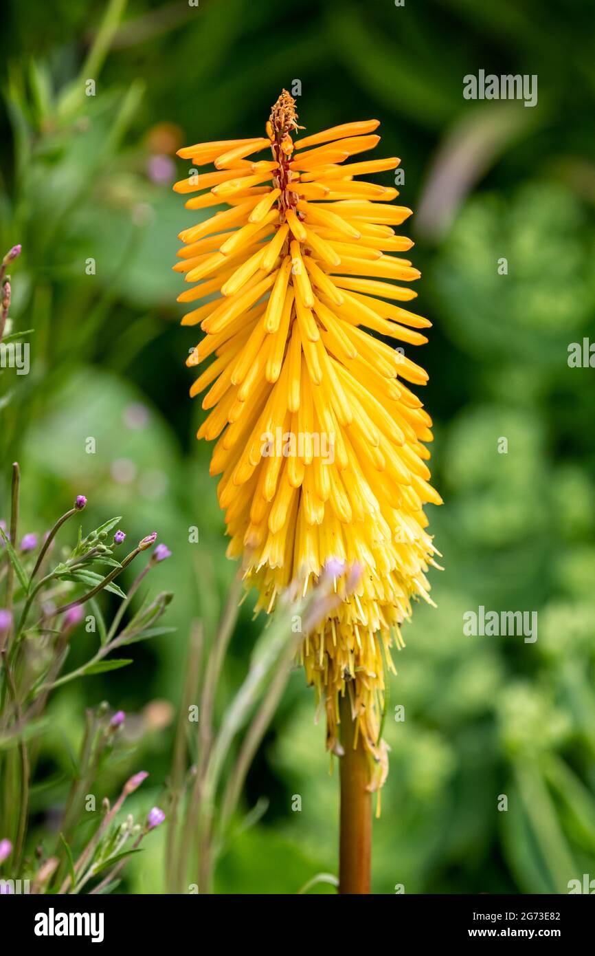 Eye catcher flower hi-res stock photography and images - Alamy