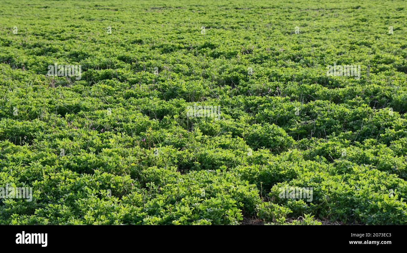 Clover harvesting hi-res stock photography and images - Alamy