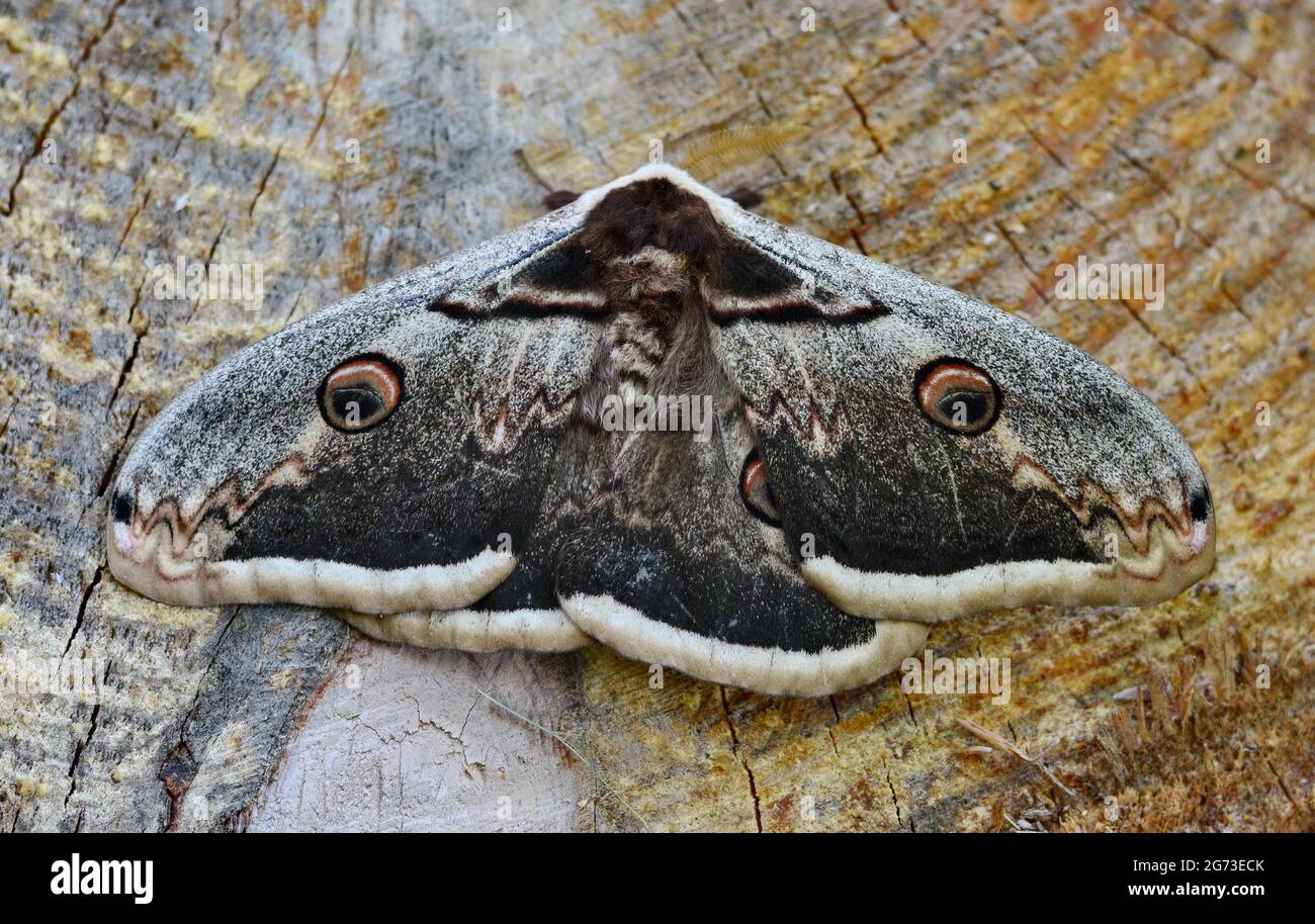 The small emperor moth (Saturnia pavonia Stock Photo - Alamy