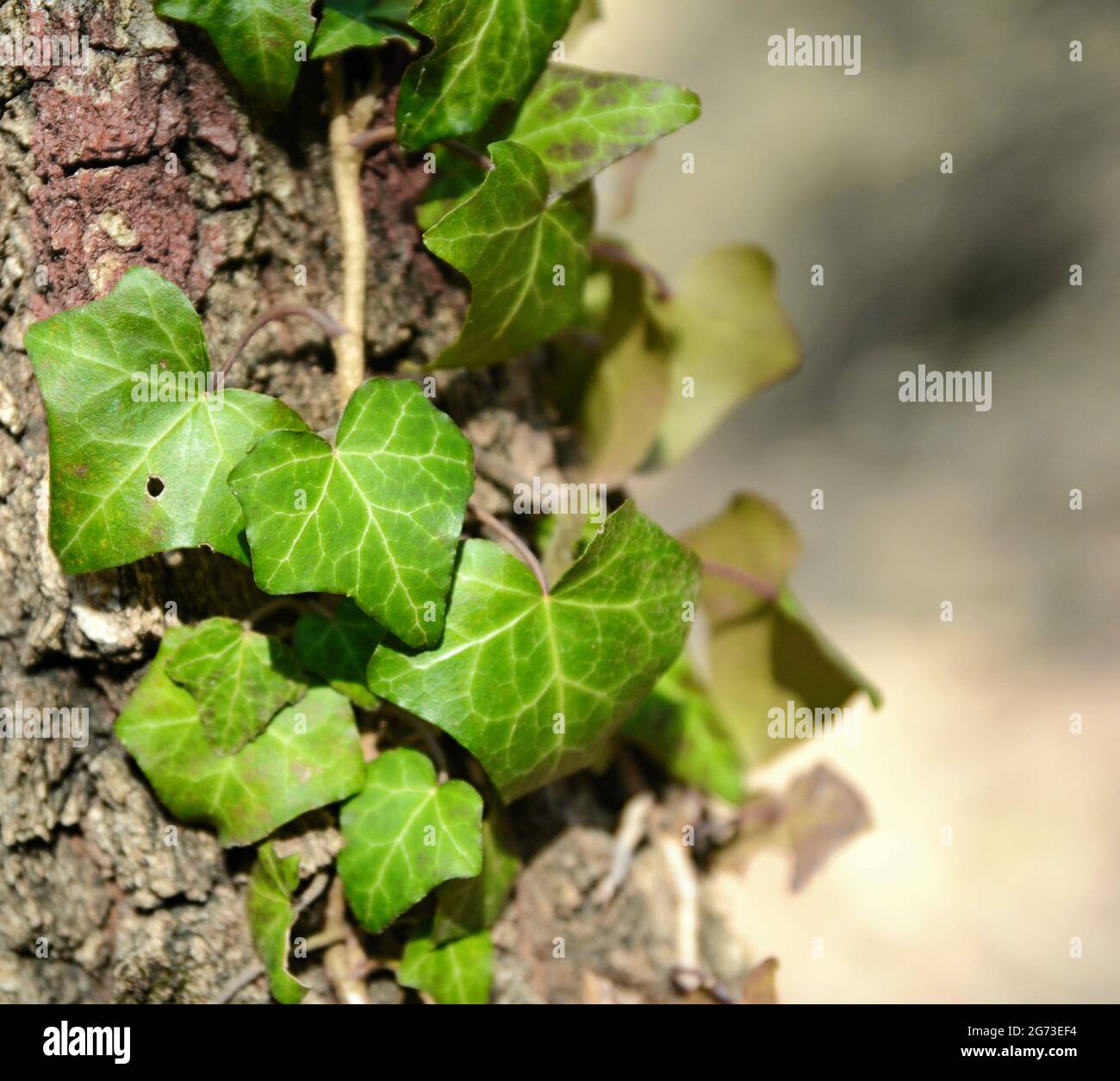 Ivy creeper evergreen bark detail hi-res stock photography and images ...