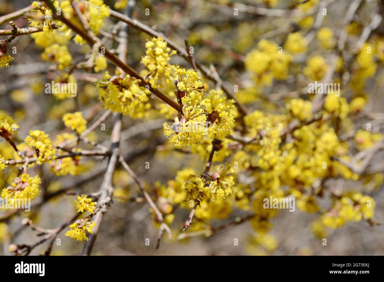 branches with flowers of European Cornel (Cornus mas) in early spring ...