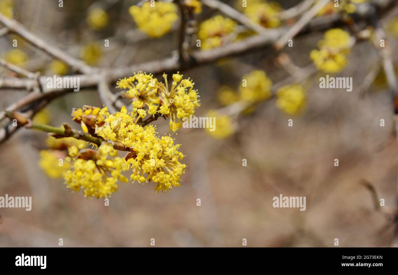 branches with flowers of European Cornel (Cornus mas) in early spring ...