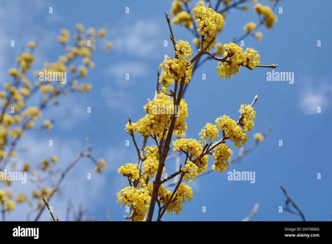 branches with flowers of European Cornel (Cornus mas) in early spring ...
