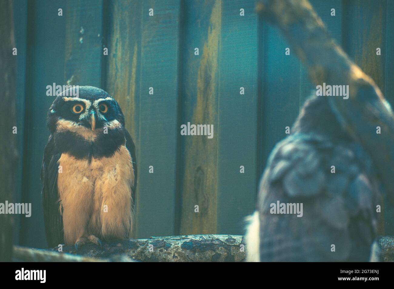 Spectacled owls hi-res stock photography and images - Alamy