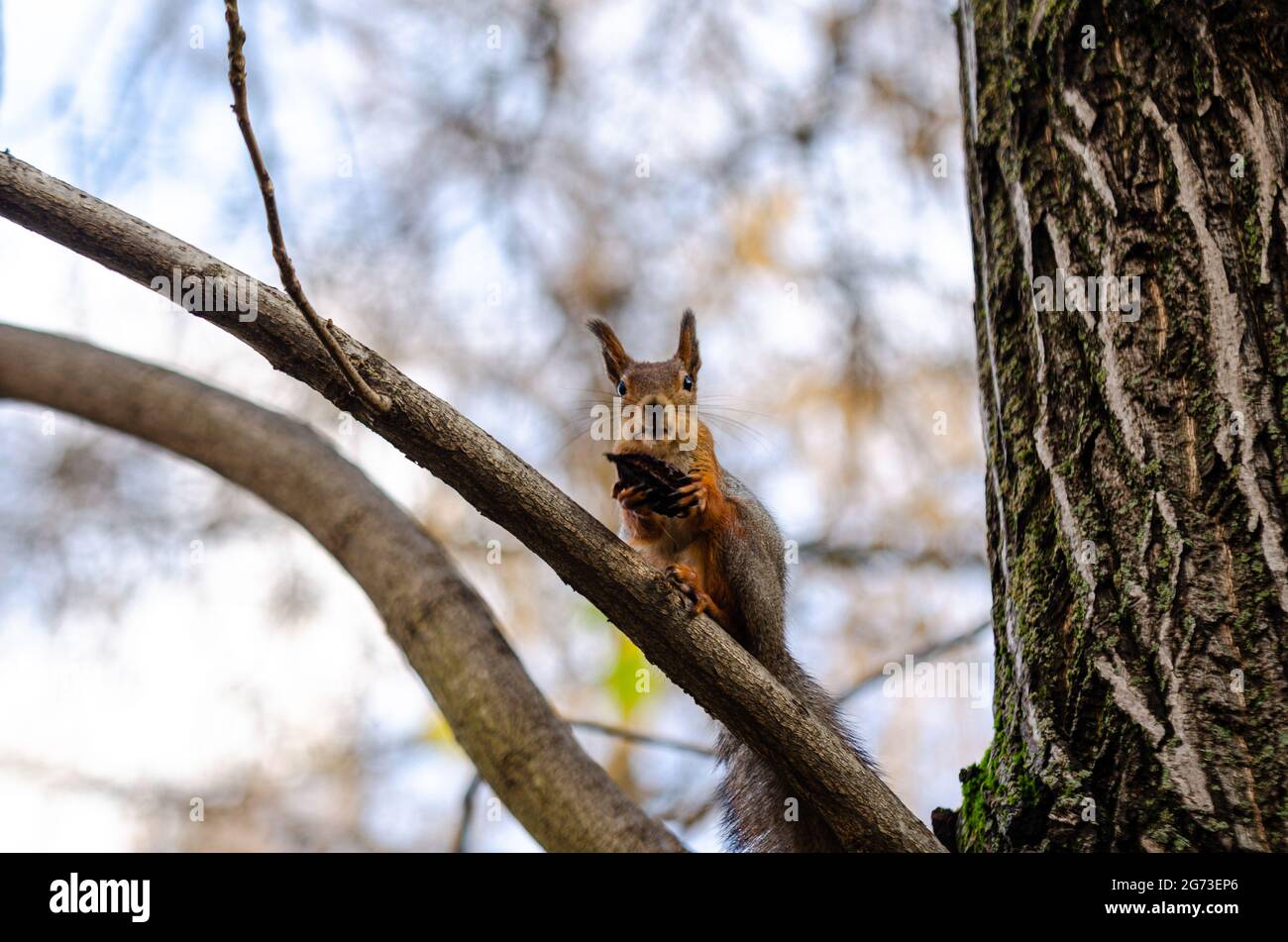 A beautiful red-haired squirrel sits motionless on a tree branch, holds ...