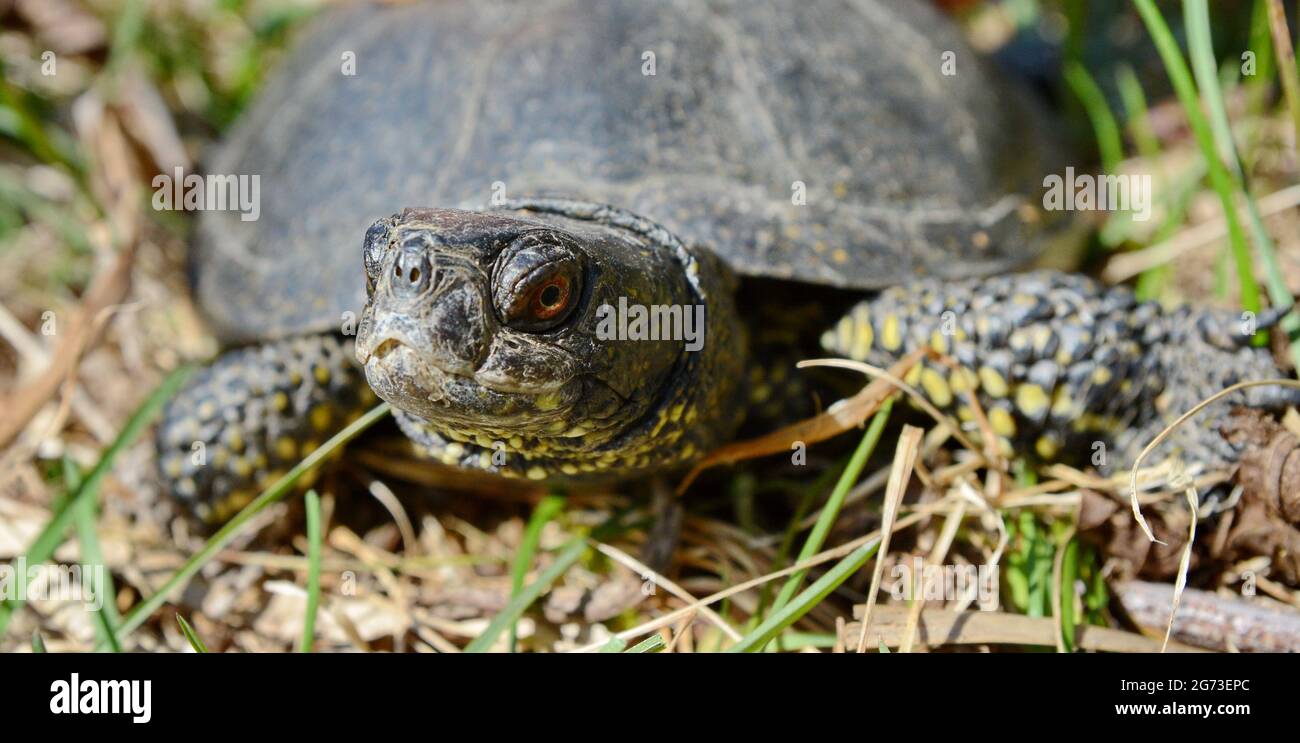 The European pond turtle (Emys orbicularis), also called the European ...