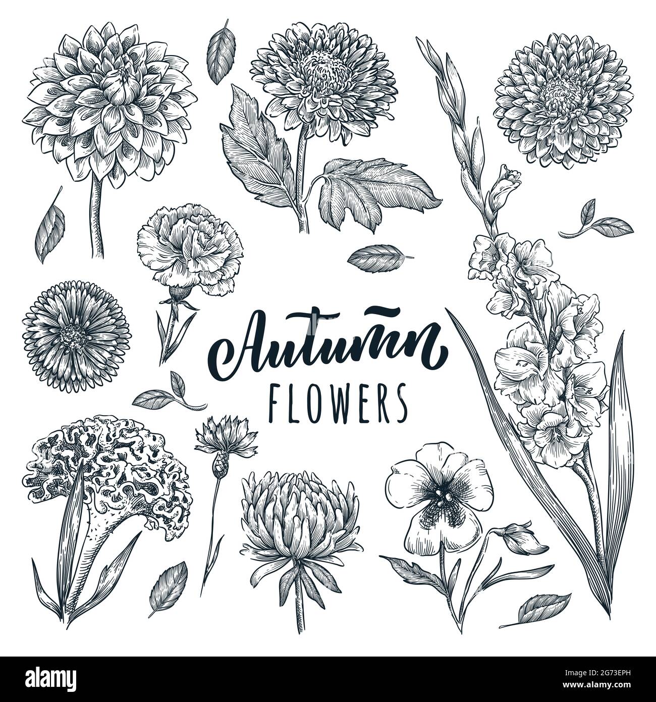 Autumn beautiful flowers set, isolated on white background. Vector hand ...