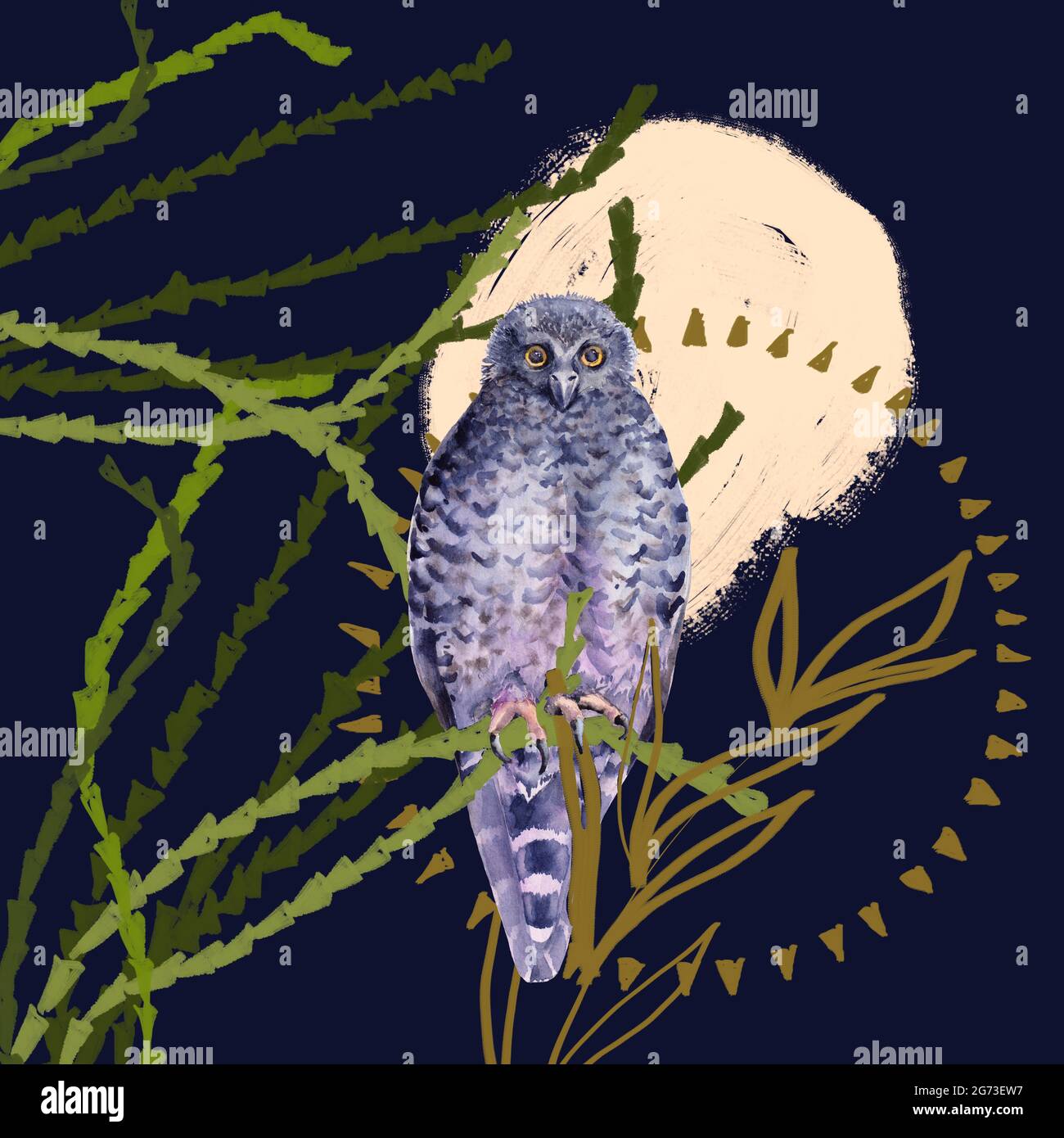 Australian bird. Isolated on dark background Stock Photo - Alamy