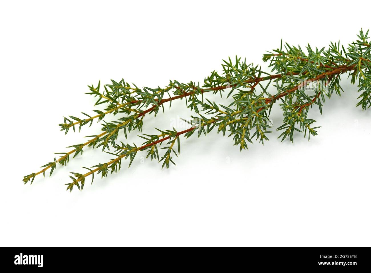 Evergreen Juniper twig isolated on white background Stock Photo - Alamy
