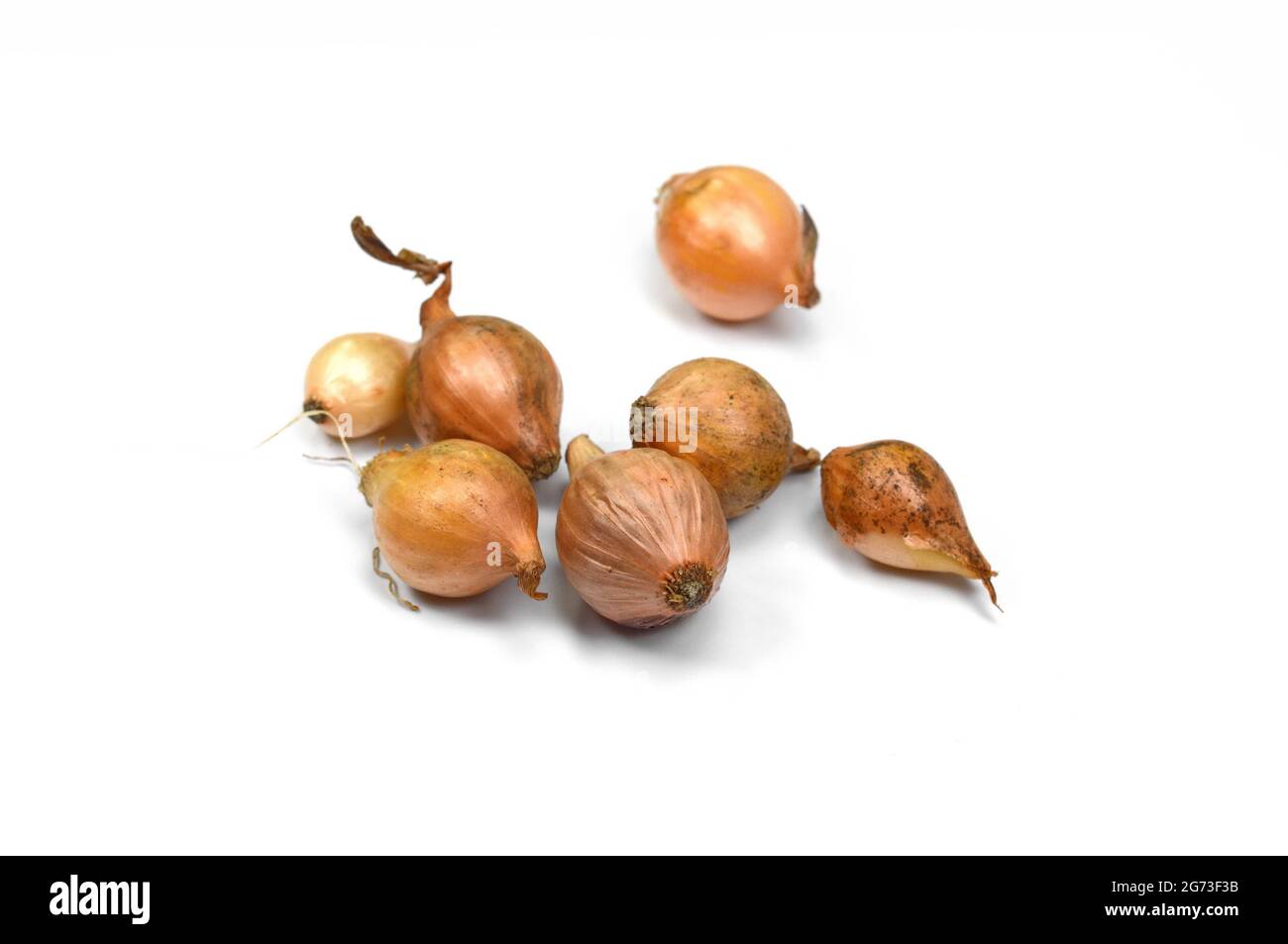 Seeding onion on white background. Spring onion bulbs. Small bulbs ...