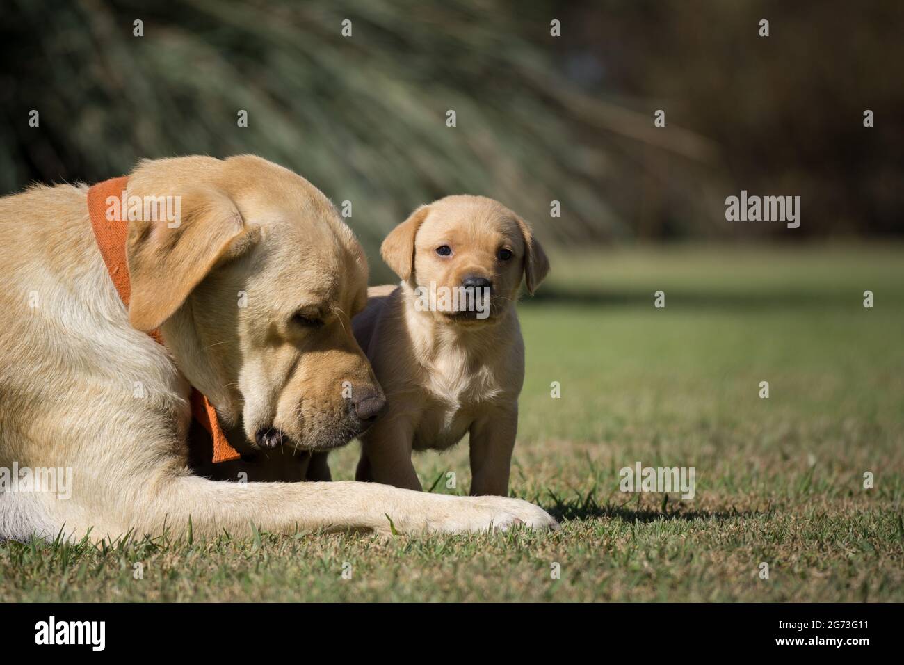 Golden labrador mother looking at puppy hi-res stock photography and images - Alamy