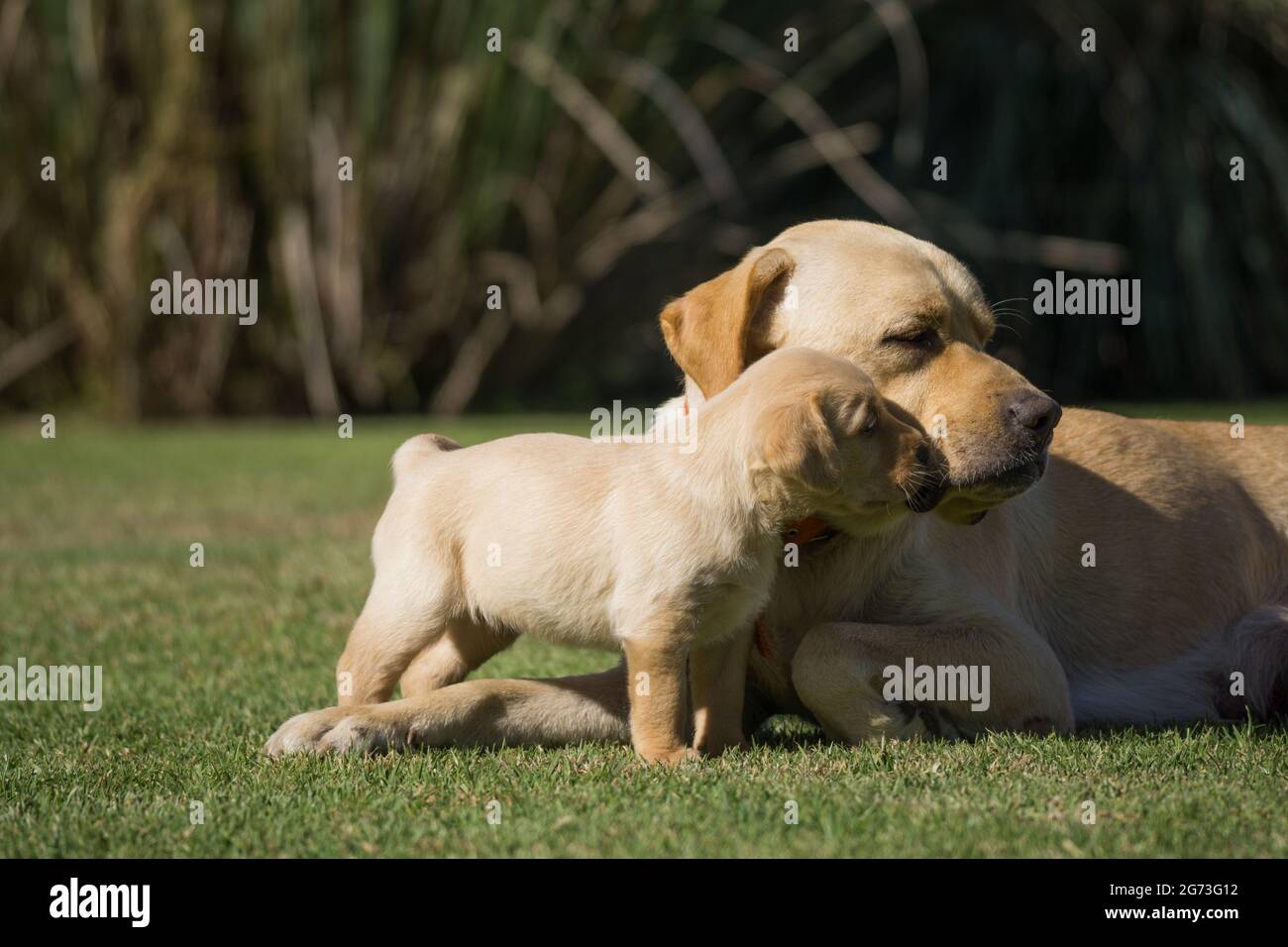 Golden labrador mother looking at puppy hi-res stock photography and images - Alamy