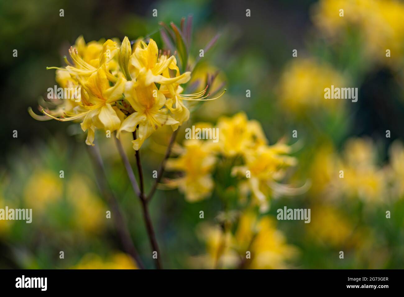 Closeup of the yellow azalea flowers, Rhododendron luteum. Horizontal ...