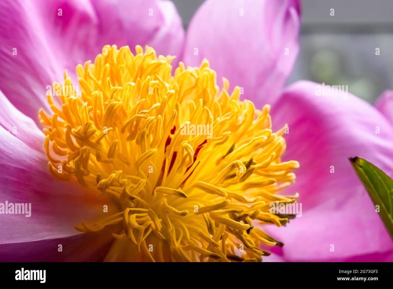Purple peony bud, yellow stamen, macro close up. Natural defocused ...