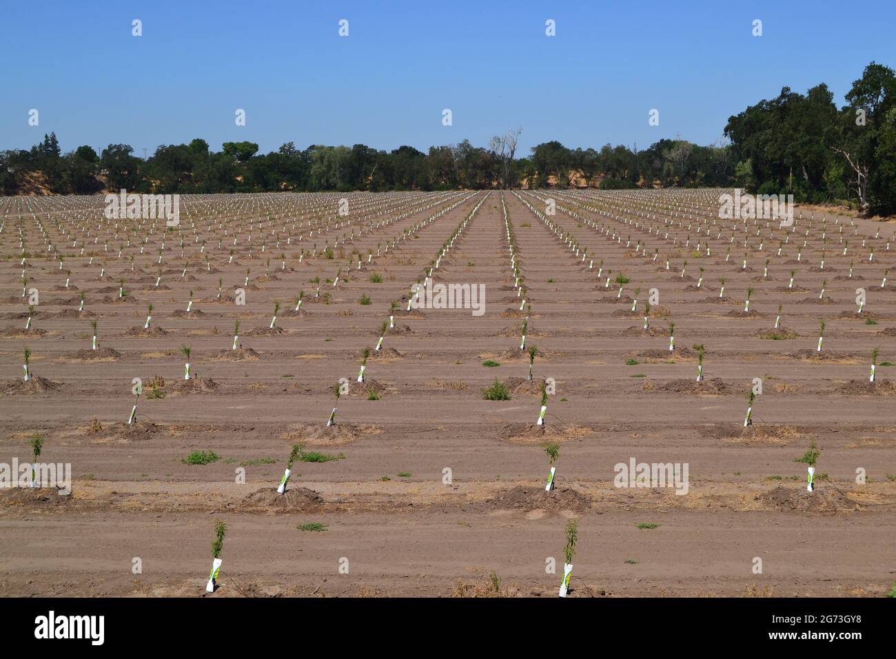 Almond orchard hi-res stock photography and images - Alamy