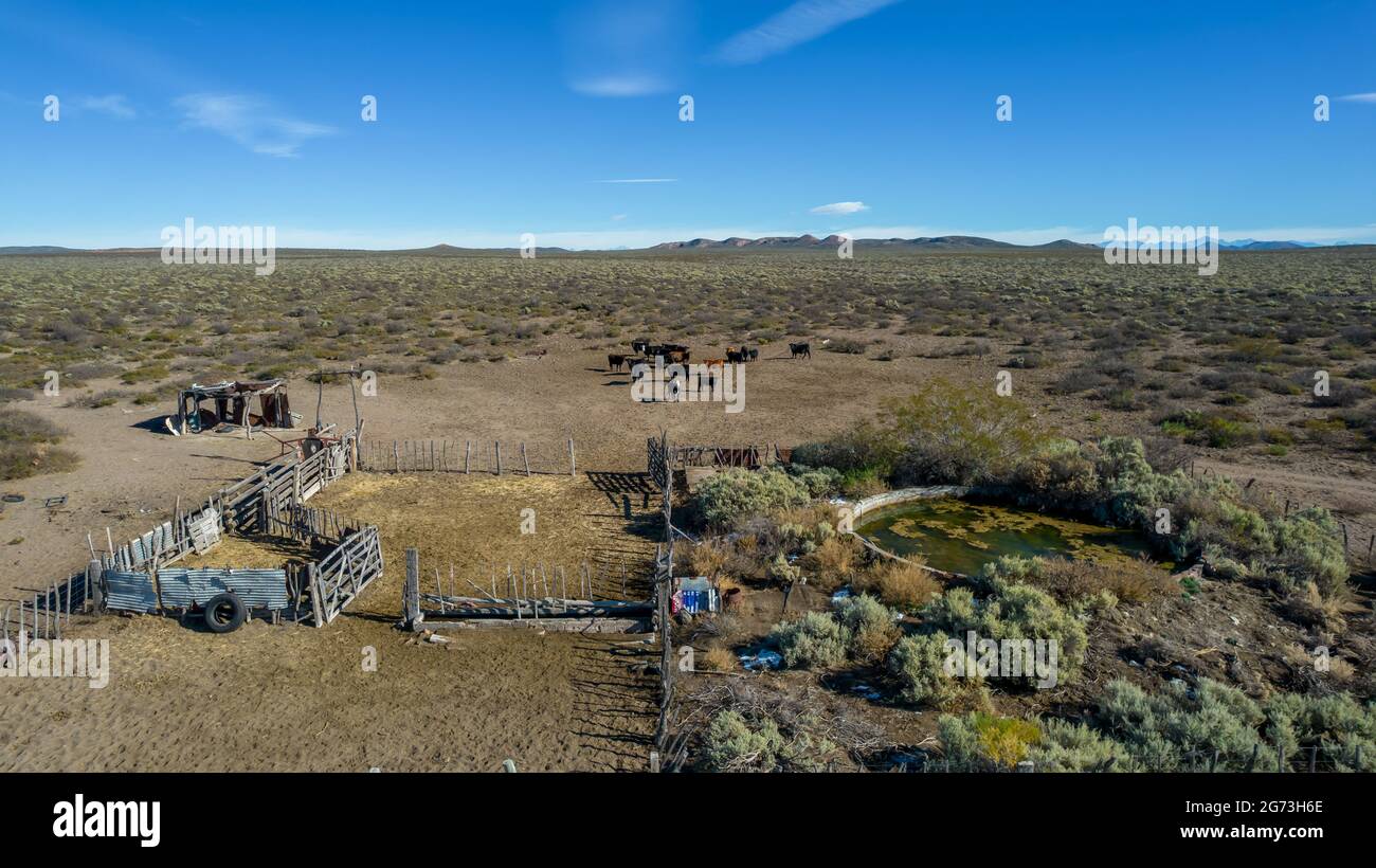 Aerial view of cow ranch in wide farm Stock Photo - Alamy